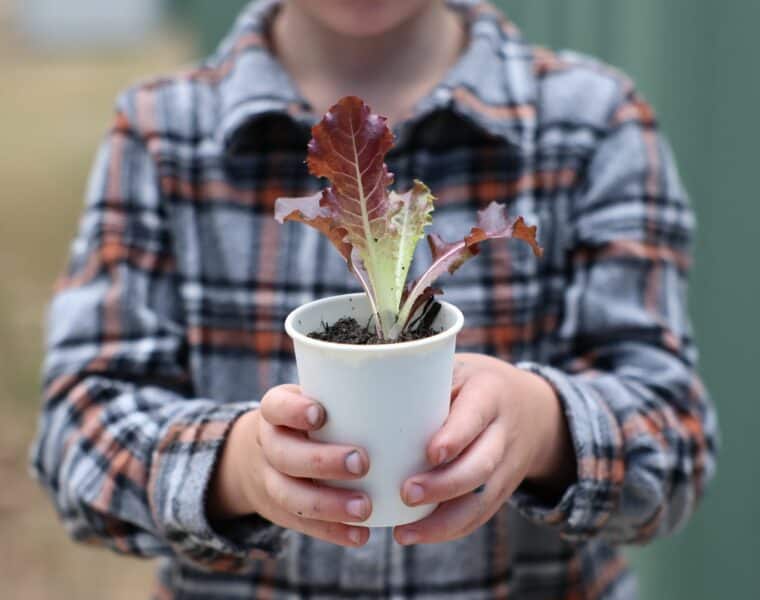 Pick of the Crop helping kids eat more vegetables