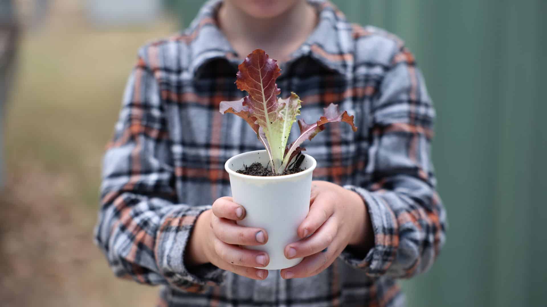 Pick of the Crop helping kids eat more vegetables